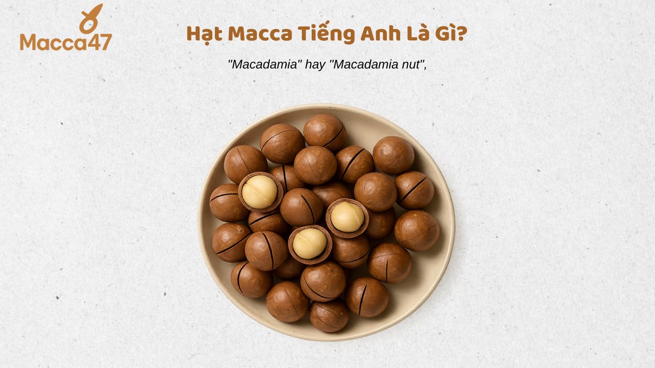 Hạt Macca Tiếng Anh Là Gì? Tên Gọi Chính Xác & Cách Phát Âm 2025 - macca47